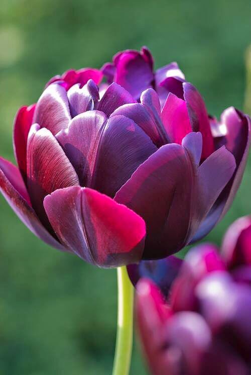 DONA MOCINHA DO BRASIL: QUAL SUA COR FAVORITA?