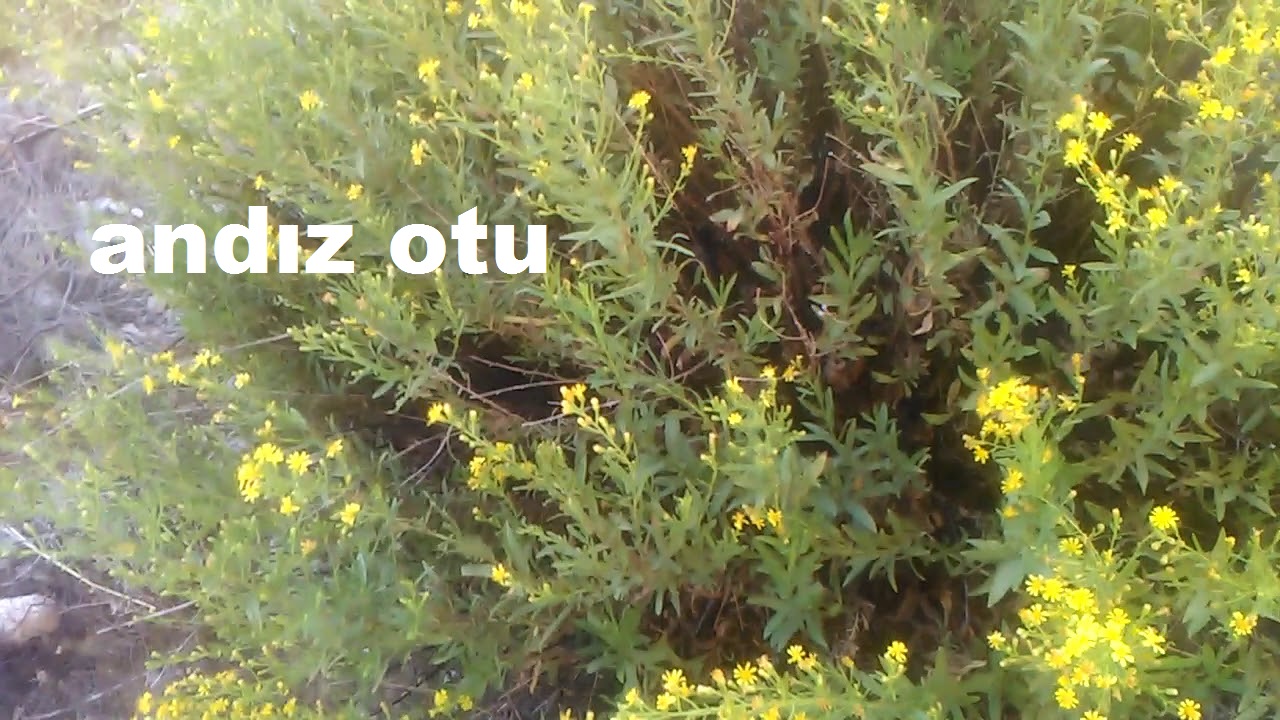 andız otu - BilginCin