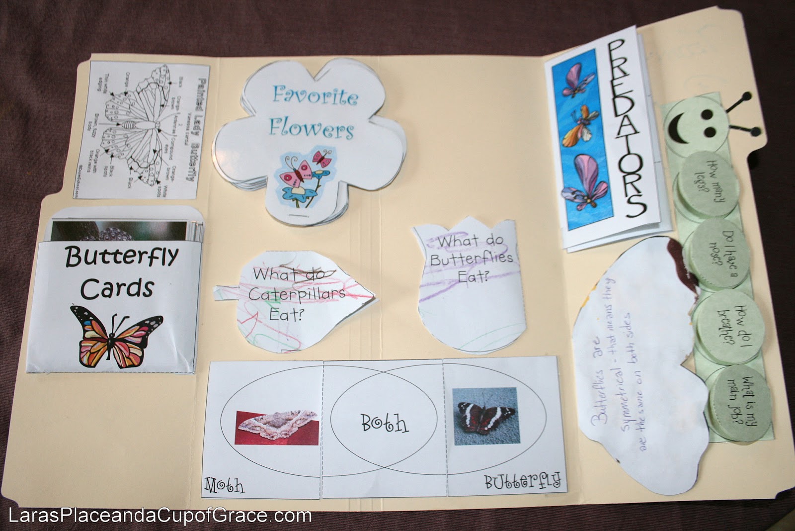 Butterfly Lapbook at Robert Lindsay blog