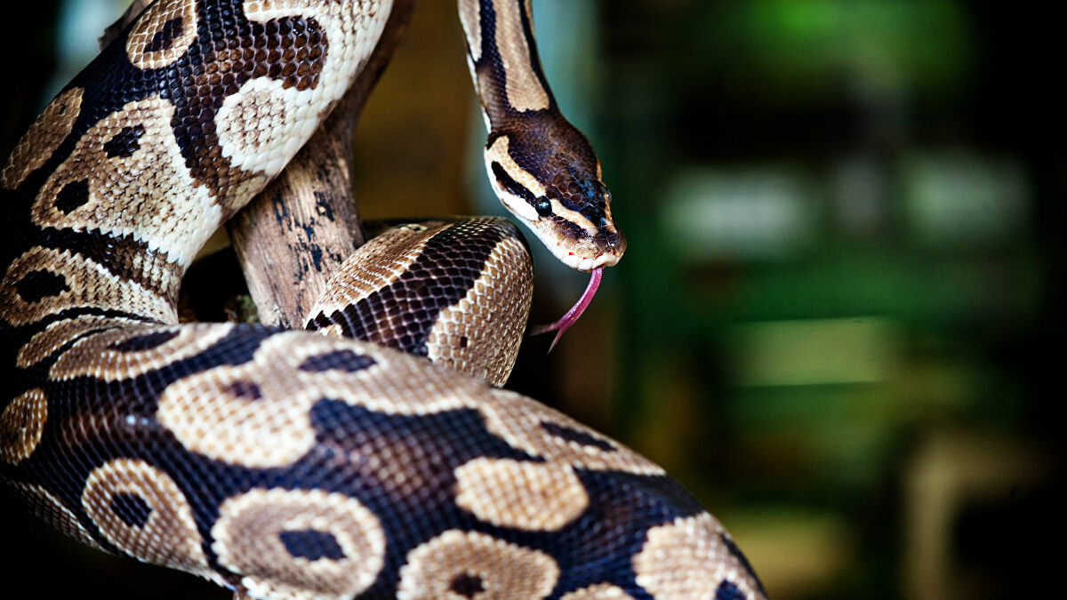 Píton gigante salta de telhado para agarrar presa; veja o vídeo