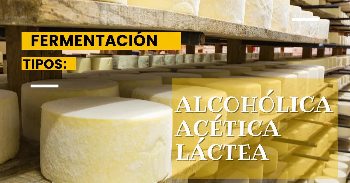 Tipos de fermentación que existen y qué son (Alcohólica, Acética, Láctea)