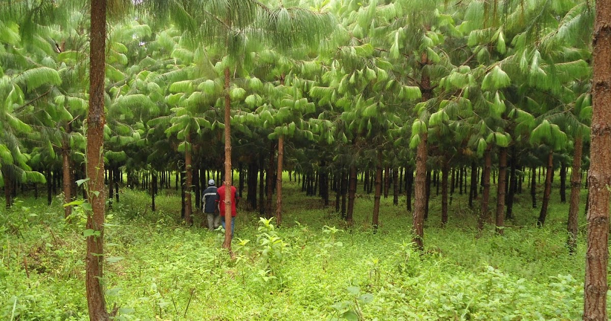 KILIMO CHA MITI YA MBAO,NGUZO NA MATUNDA IRINGA NA NJOMBE ~ NTFA