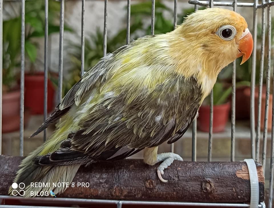 WattaBird! Avoid Breeding this Pairing in African LoveBirds