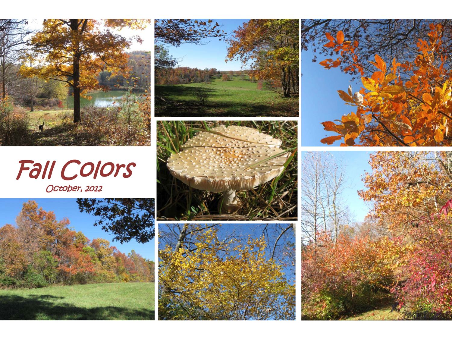 Pondview Guesthouse: Autumn Scenes