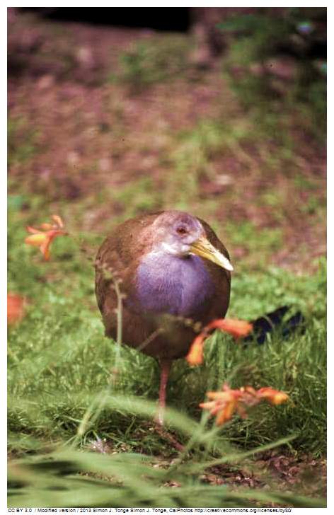 Cultura Guaraní: Ypaka'a