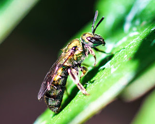 My Backyard Birds: Metallic Green Sweat Bee