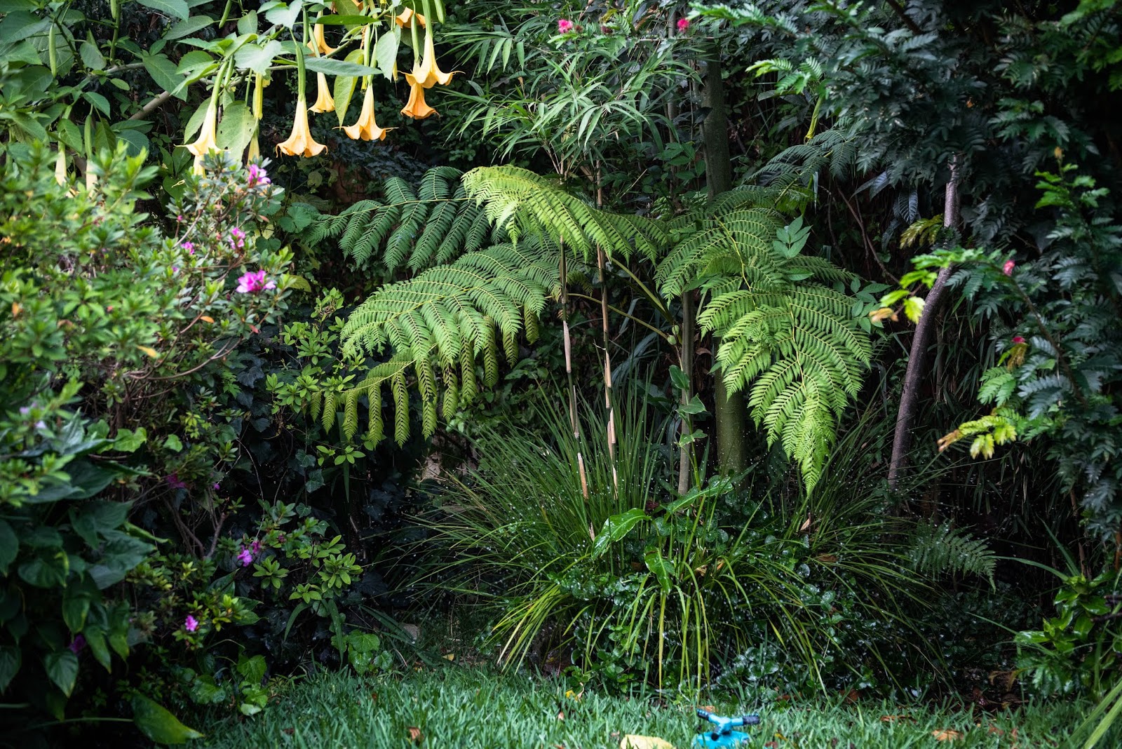 Inner Diablog: Chechén and Chacá
