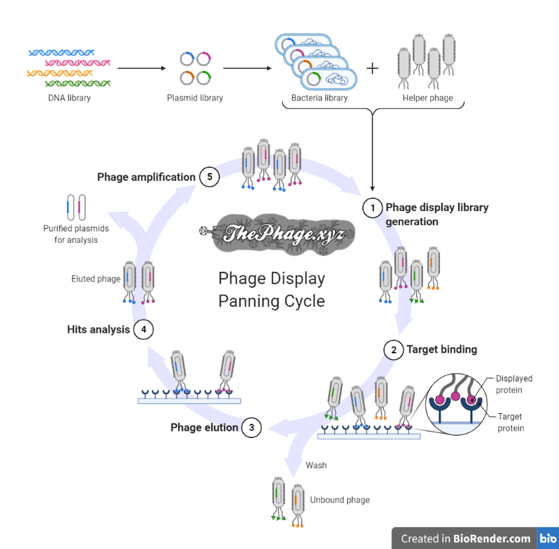 Phage Display procedures (Protocol) | The Phage