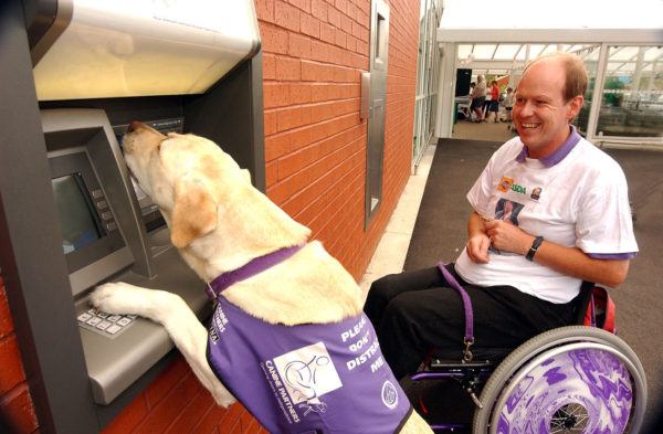 Cat&Perri: Perros lazarillo