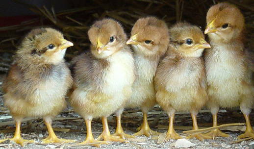 Sprogvildskab: Kyllinger