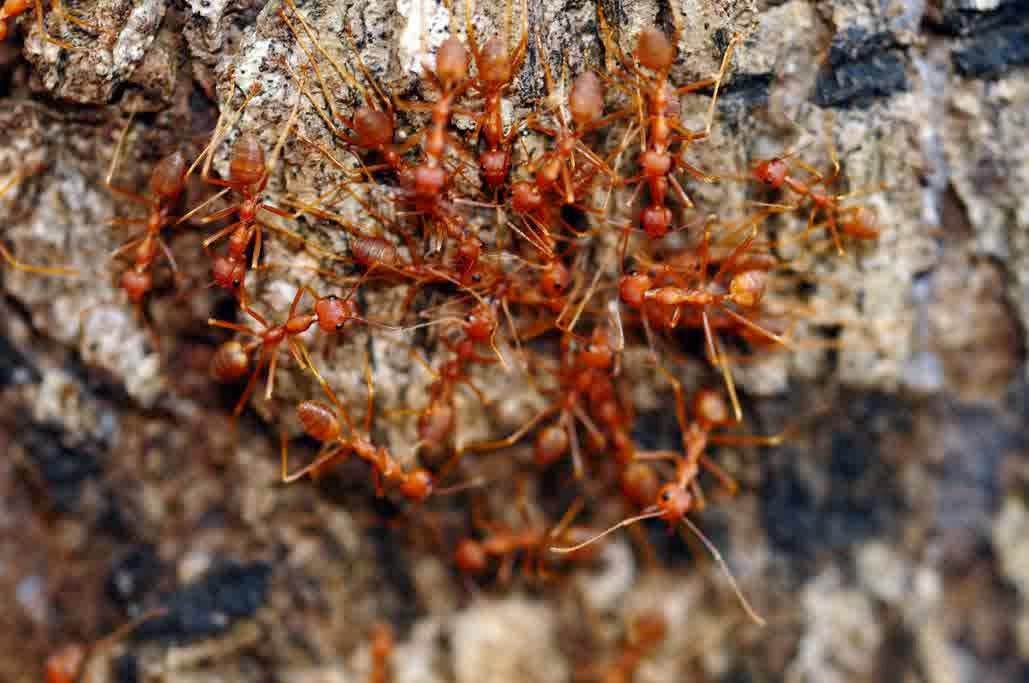 3 METODE TERNAK SEMUT RANGRANG | CARA PUPUK ORGANIK