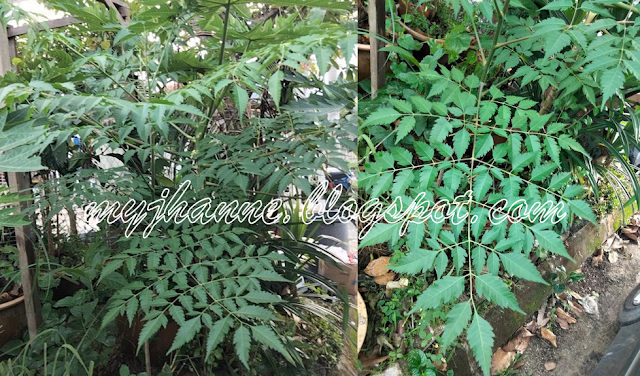 POKOK SEMAMBU/NEEM (merawat 40 penyakit )