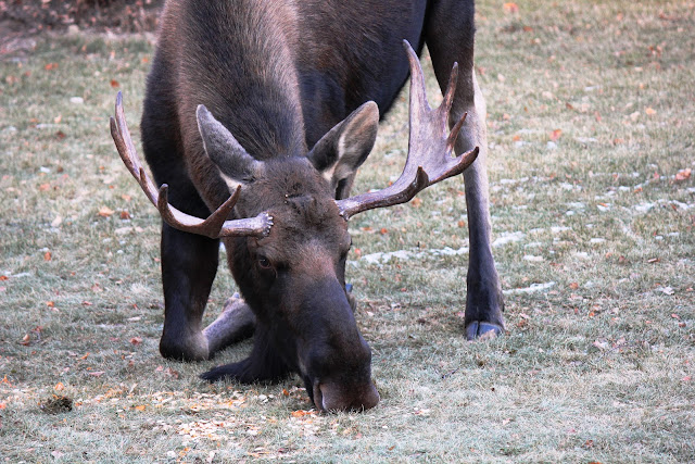 Moose In My Yard