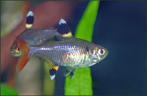 WildLife: Pristella Maxillaris Amazing Fish X-Ray Tetra