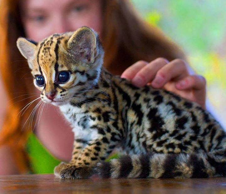 AnimActu France: IMAGE : Mini Félin