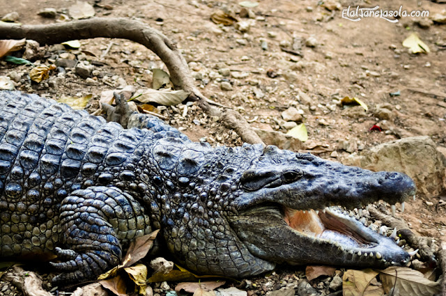 Elal Lasola Travel & Photography: Subic | Zoobic Safari