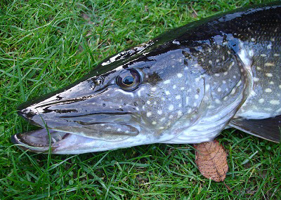 [Croatia] - Kanal Dunav - Sava | Page 12 | SkyscraperCity Forum