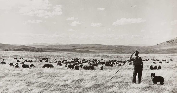 Top O' the Mountain: The Basque Sheepherder