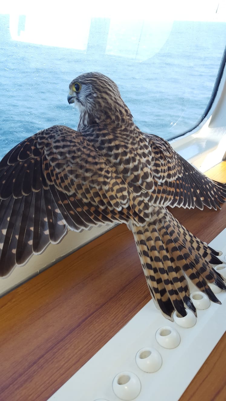 Beam Trawl Survey: 2019