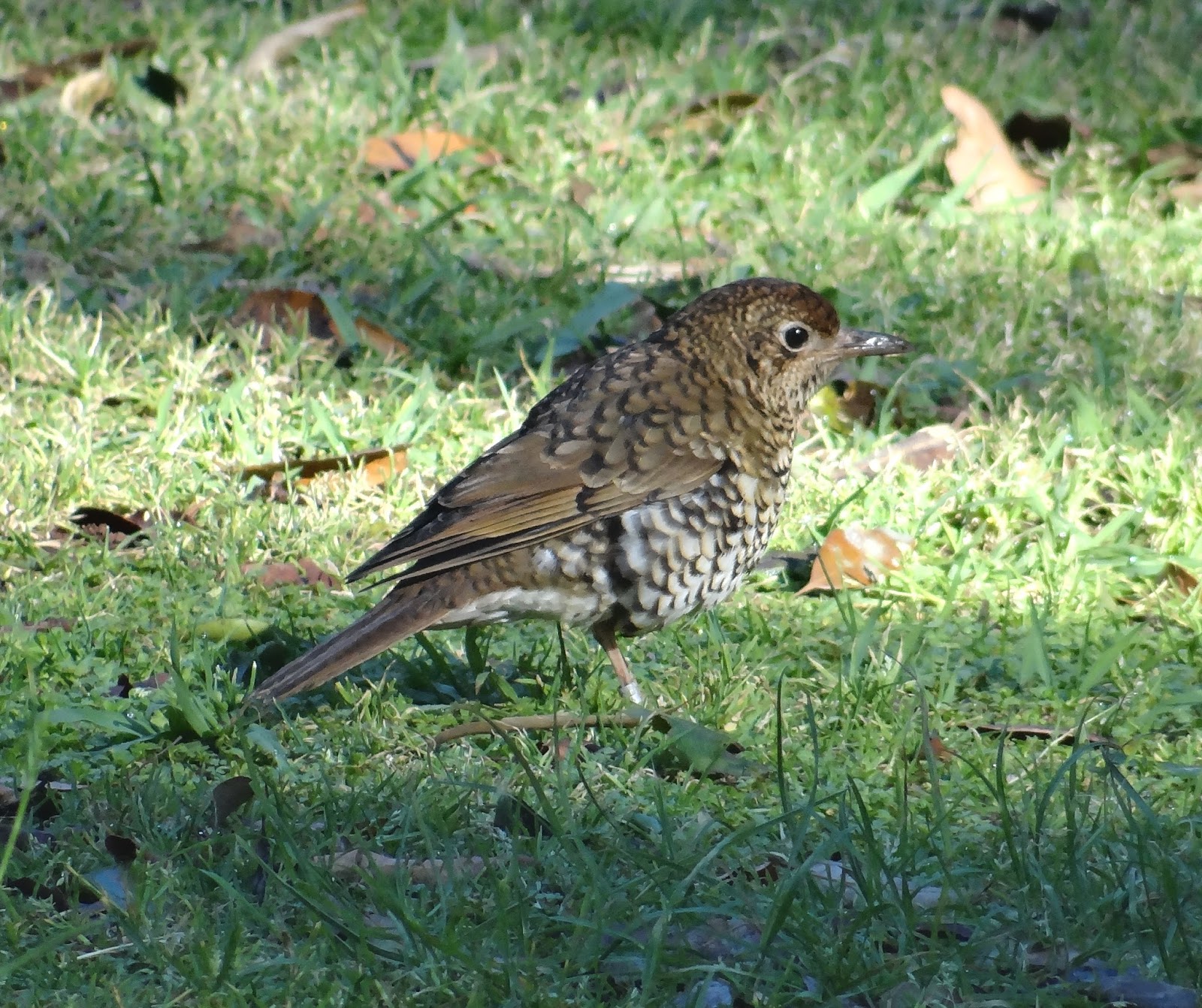 sunshinecoastbirds: Russet-tailed Thrush & Bassian Thrush in South-East ...