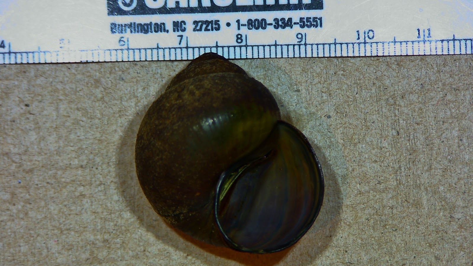 Wildlife Monitor: Six New Snail Species Recorded in Bantam Lake