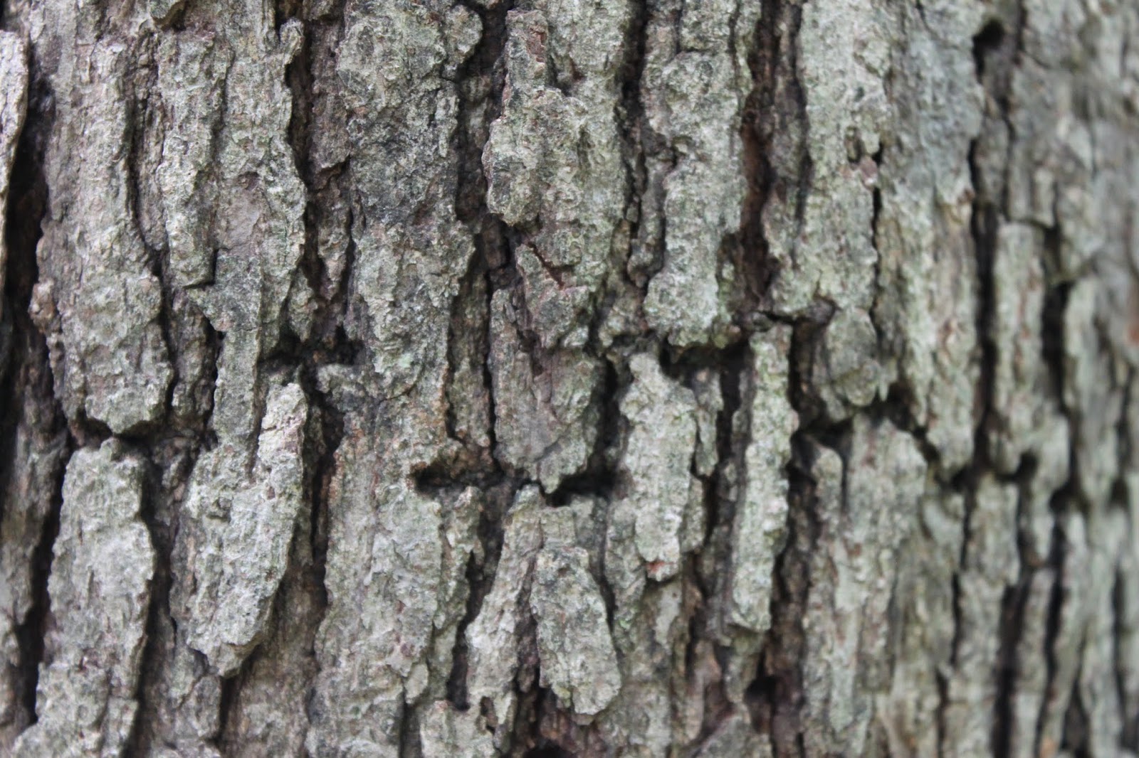 Centenary College Arboretum: Tree of the Week: Overcup Oak (Quercus lyrata)