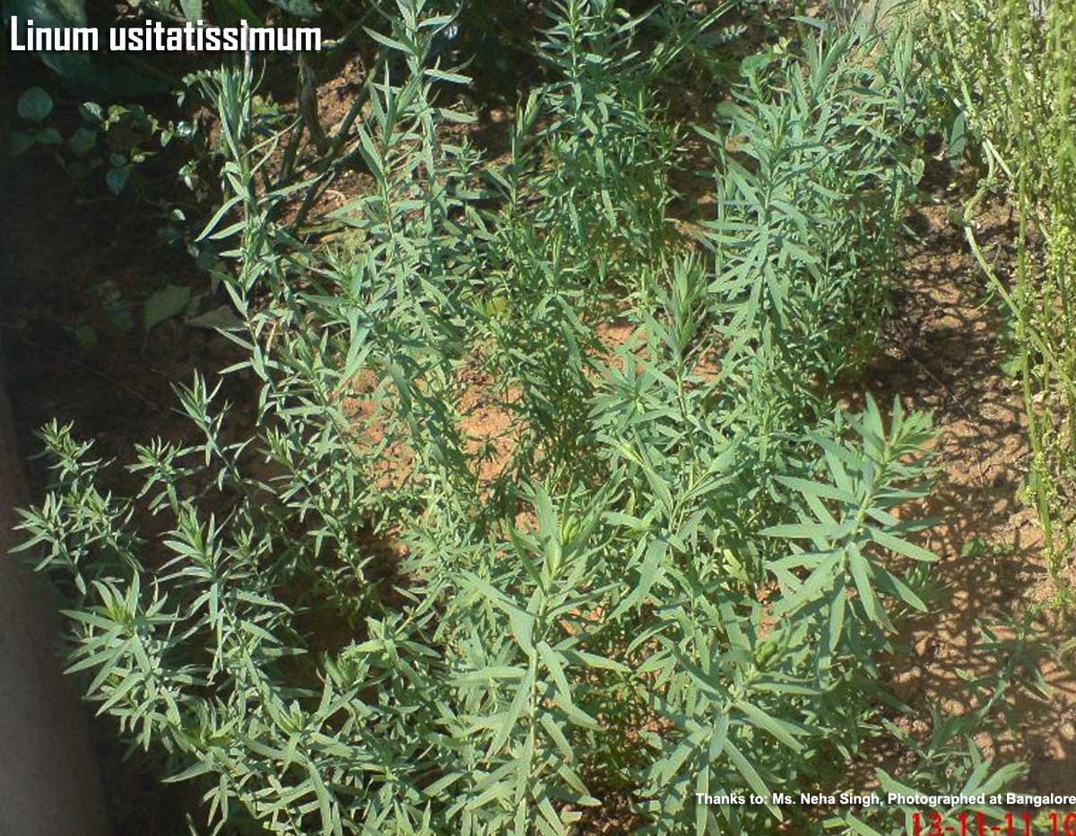 Seeds & Seed Bombs Outdoor & Gardening Medicinal herb,SW110 100 Linum ...