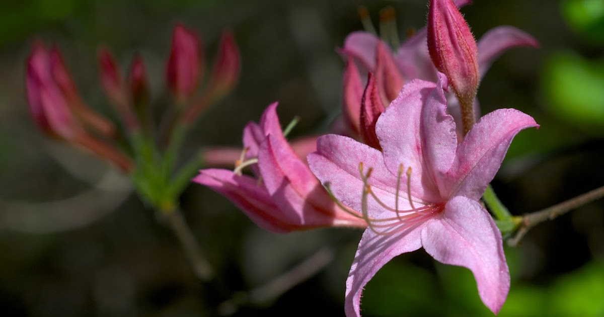 Rhododendron prinophyllum - Early azalea care and culture | Travaldo's blog