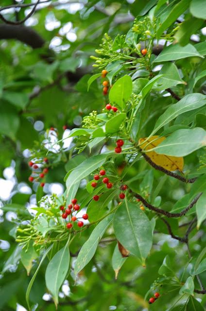 Trees and Plants: Tembusu