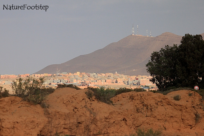 NatureFootsteps Travels: 121121 Morocco Day 12 Wednesday, Tan-Tan Plage ...