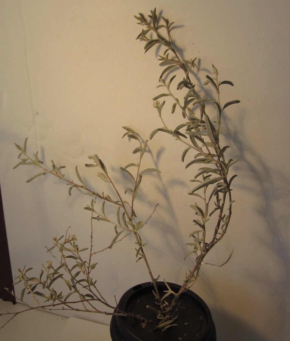 Beckler's Botanical Bounty: How to paint Atriplex stipitata ~ a process ...