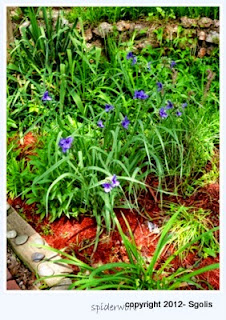Yard and Garden Secrets: Grow Tradescantia Subaspera Spiderwort