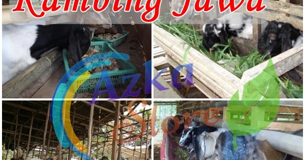 Cara Membuat Pakan Fermentasi Untuk Kambing Jawa ~ SOC-HCS (Suplemen Organik Cair)