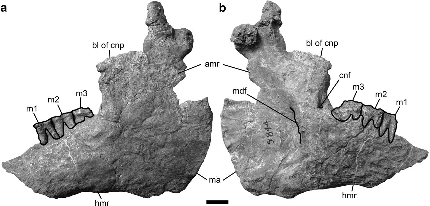 The Coastal Paleontologist: 2020 in review: advances in marine mammal ...