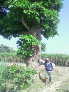 Sentra Tanaman Hias Graha Raya Bintaro: Pohon Pule