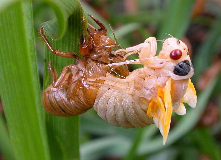 Tonggeret, Vampir Pohon yang Gemar Bernyanyi | RE Tawon