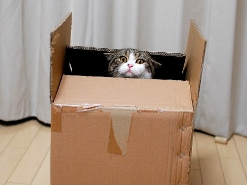 15 Cute Cats in Boxes | Amazing Creatures