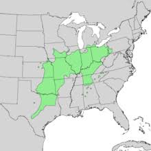 Renaissance Men: Best Trees For Calgary; Ohio Buckeye