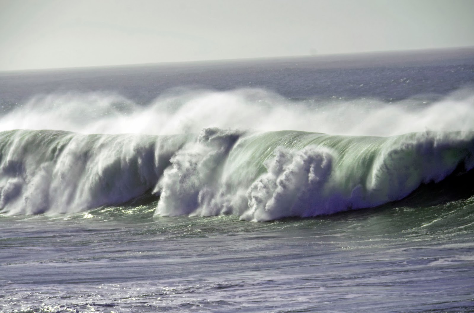 Mendonoma Sightings: January 2014