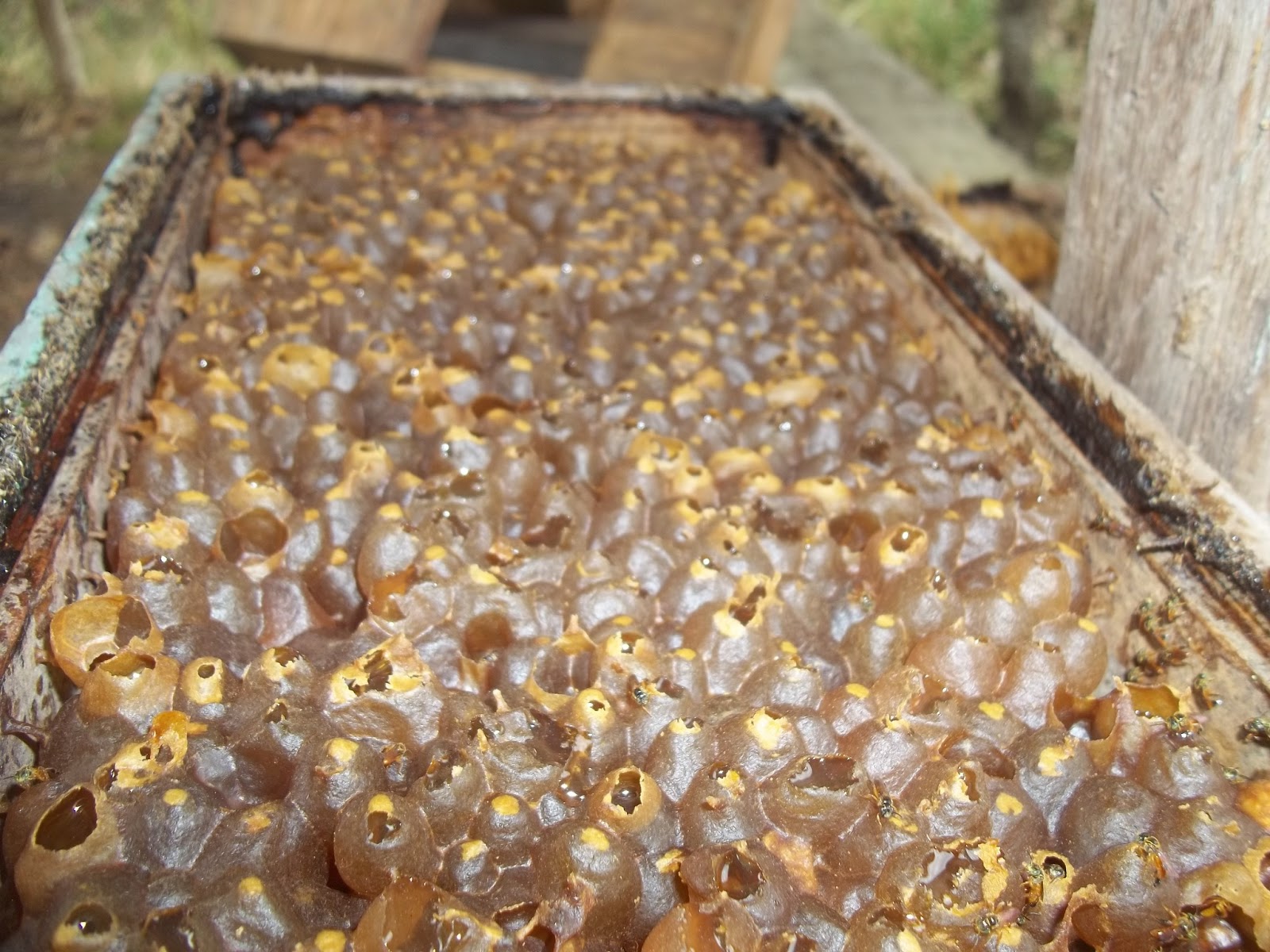 MELIPONAS DE NICARAGUA: Miel De Abejas Nativas, Precios Y Legalidad.