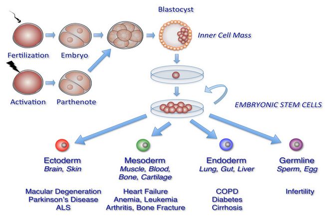 Cell lines of human body |Genetic Engineering Info