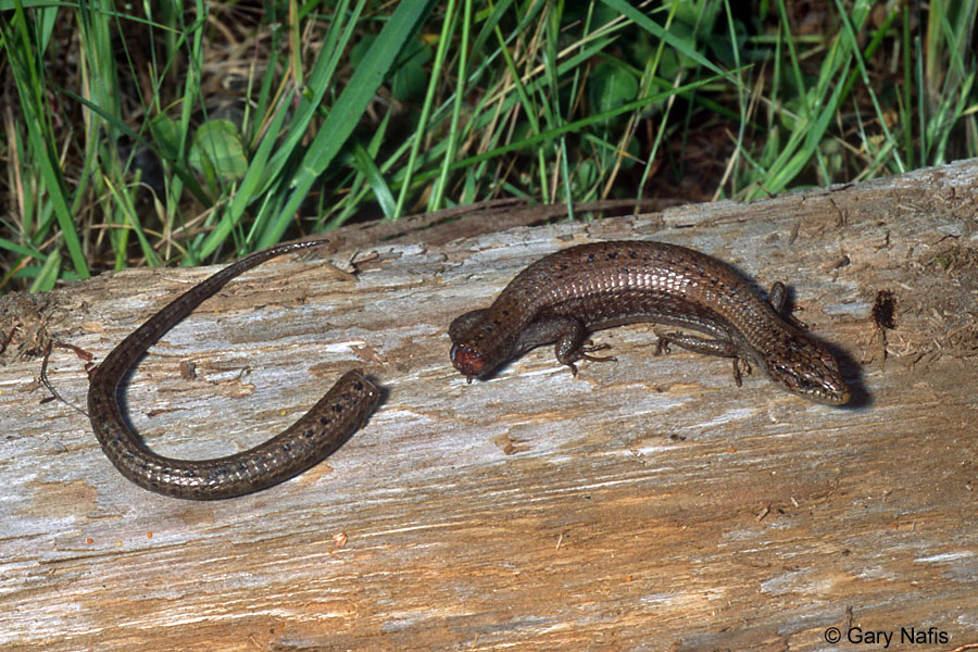 Állati Érdekességek: A Gyík Eldobja a Farkát