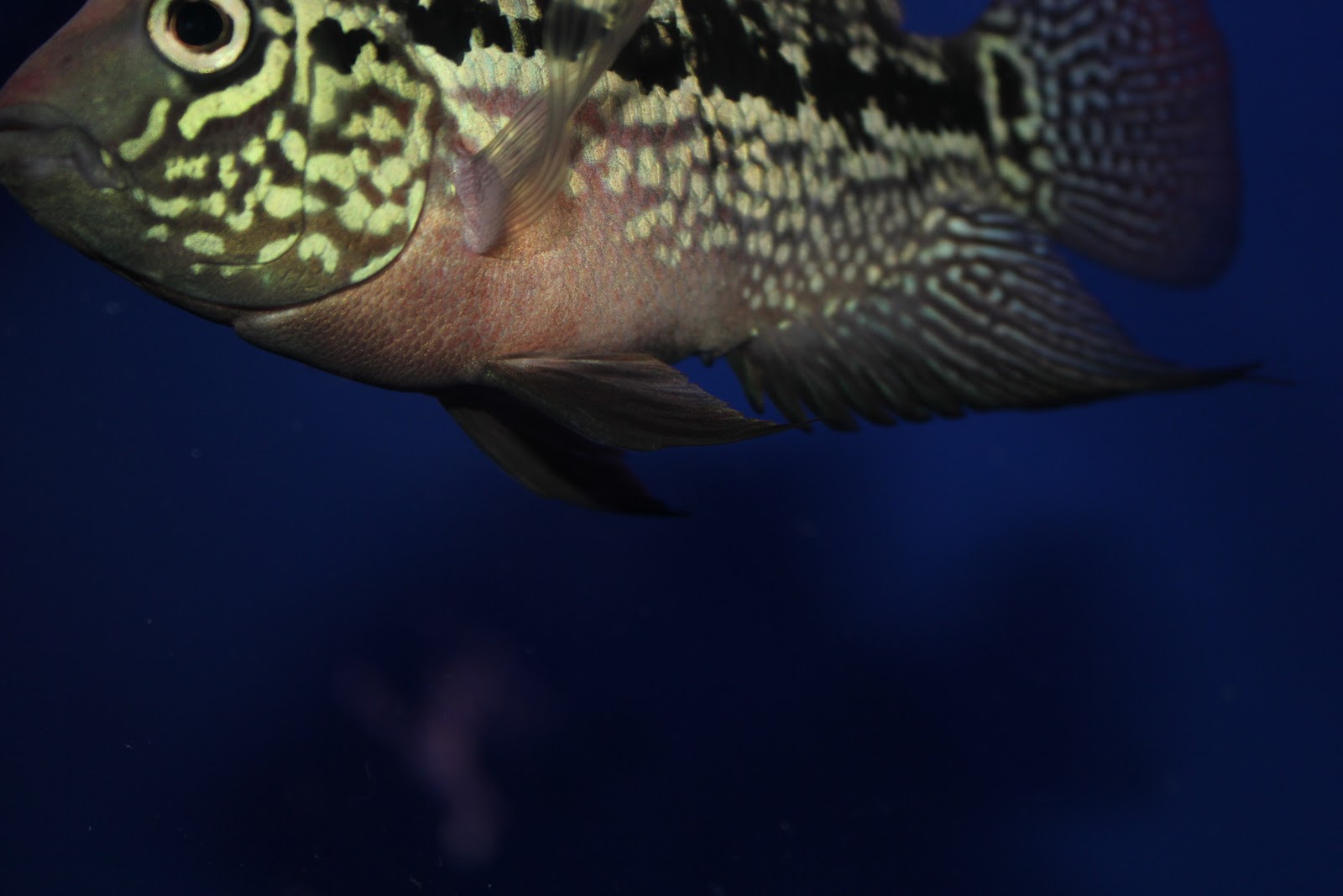 Flowerhorn The Hybrid Cichlids: Super King Kamfa Female