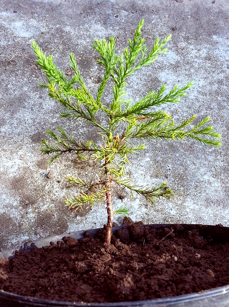 Viskas apie bonsai medelius: Mamutmedis (Sequoiadendron giganteum ...