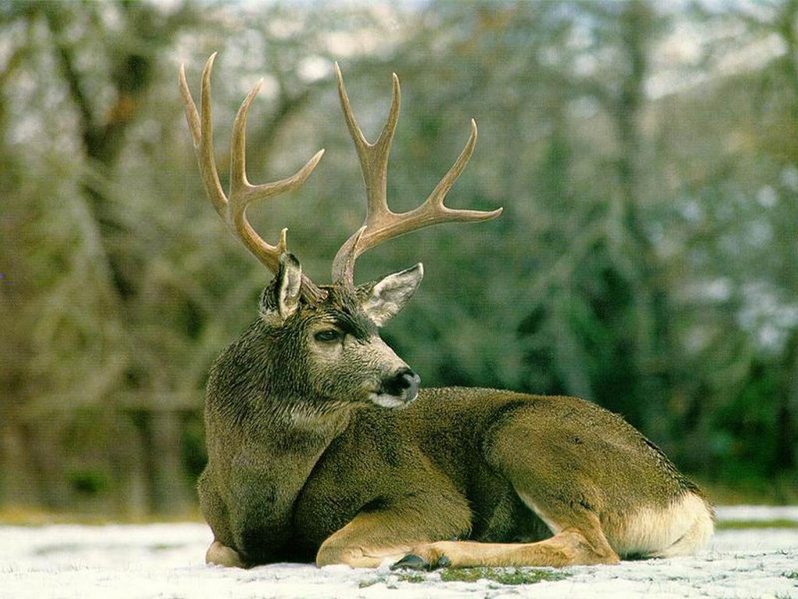 Deer - High Quality Wallpapers