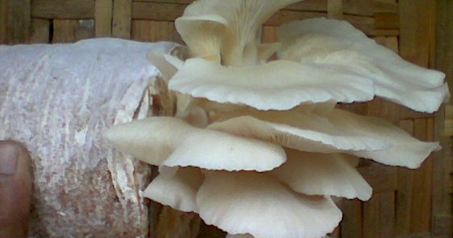 Cara budidaya Jamur Tiram untuk Pemula dan terbukti Berhasil - mastimon.com