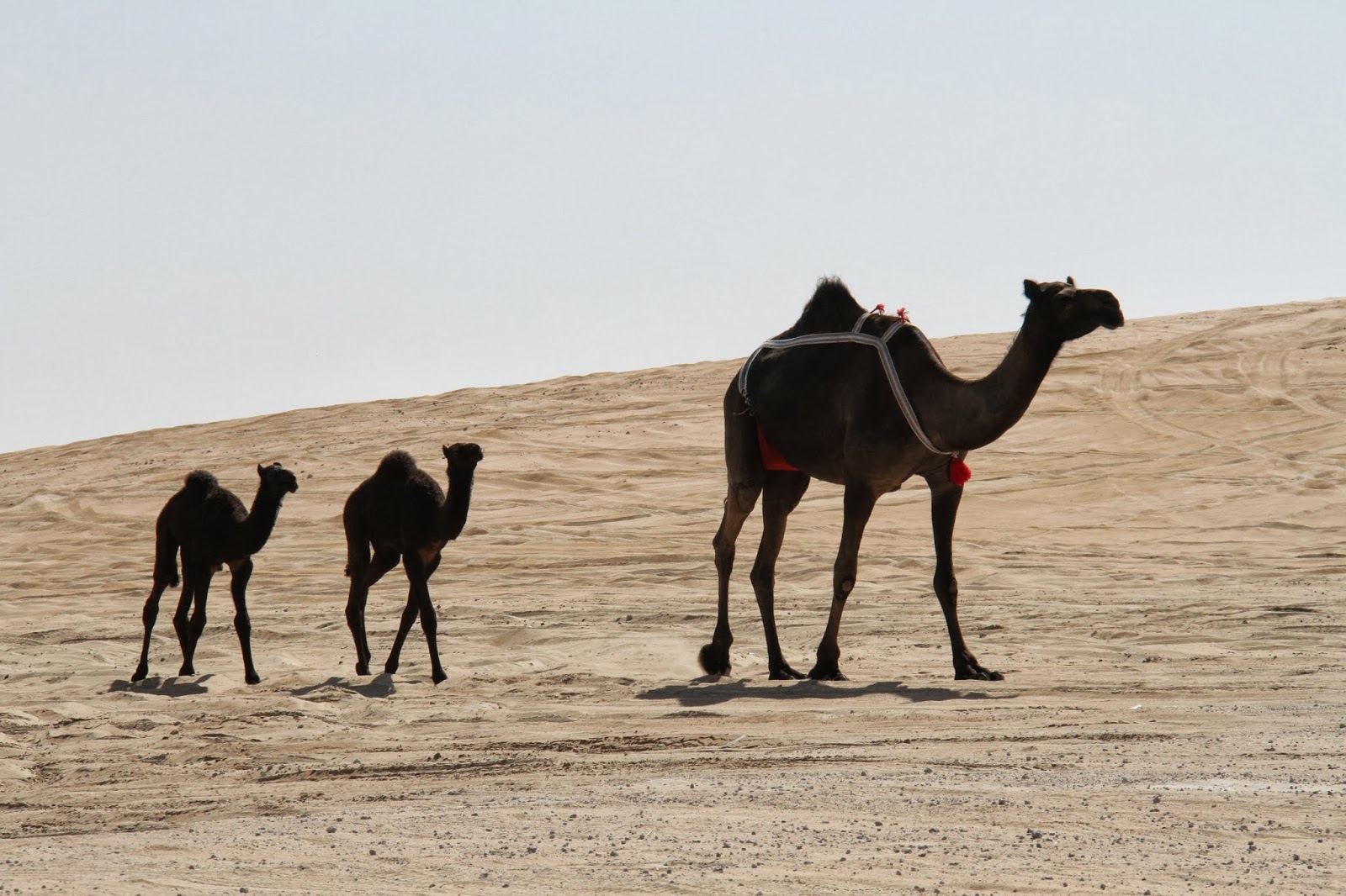 notes from a sun-scorched land: Camel Festival (complete with Camel ...