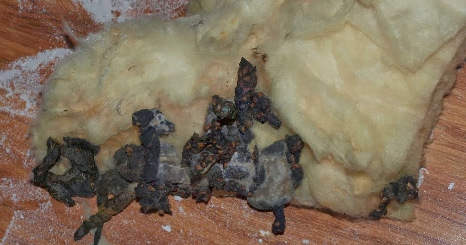 Jak wyglądają odchody kuny