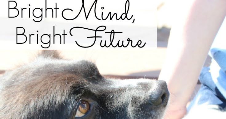 Bright Mind, Bright Future: Our Senior Dog Shines | Sunny Day Family