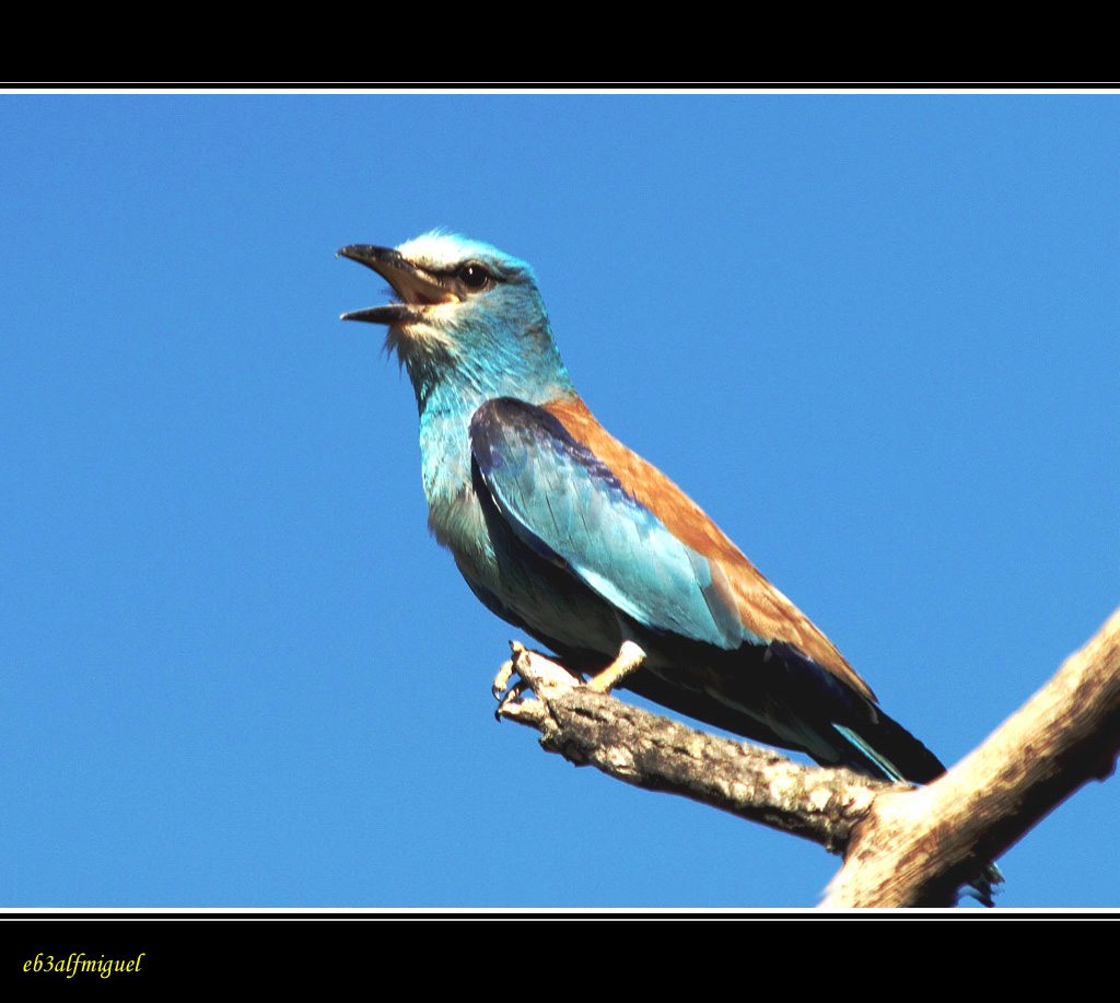 Miguel fotografia: Carraca (Coracias garrulus)